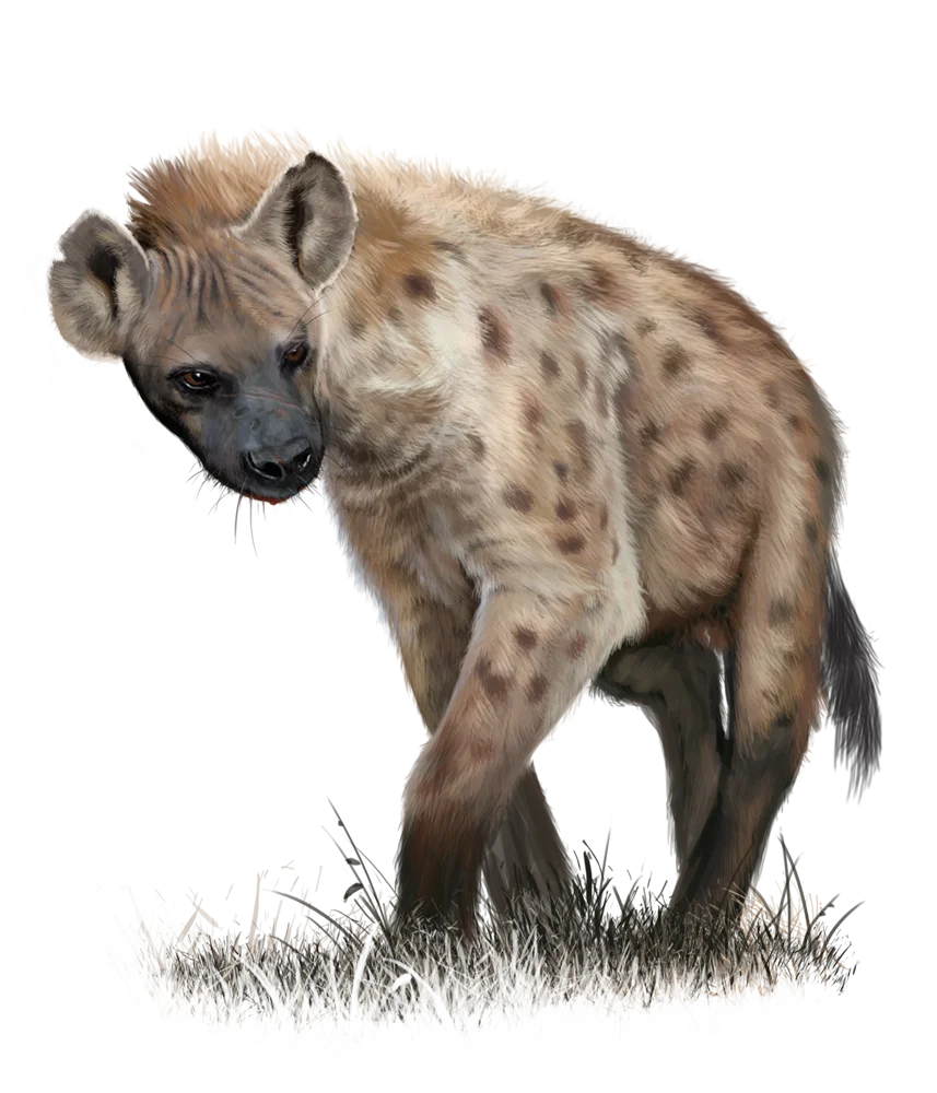 Hyena - Monsters - Archives of Nethys: Pathfinder 2nd Edition Database
