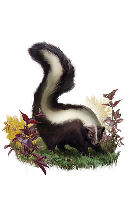 Giant Skunk - Monsters - Archives of Nethys: Pathfinder 2nd Edition ...